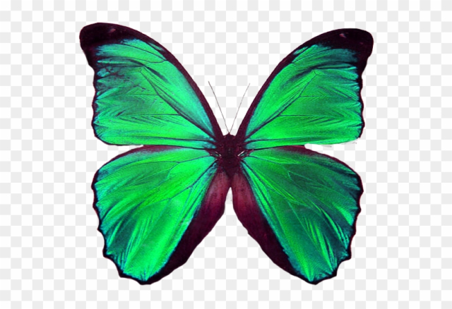 Free: Animal - - Symmetrical Shapes In Nature - nohat.cc