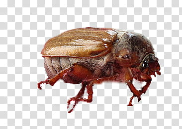 Free: Animals , brown June beetle transparent background PNG clipart ...