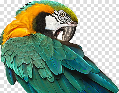 Free: Animals s, green macaw transparent background PNG clipart - nohat.cc