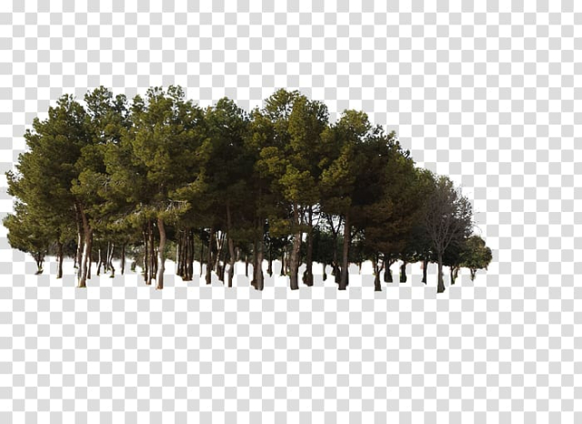 Jungle Bush No Background Trees Transparent Background Png #1591471