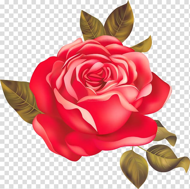 Free: Animated oriental red rose, Garden roses Centifolia roses Beach ...