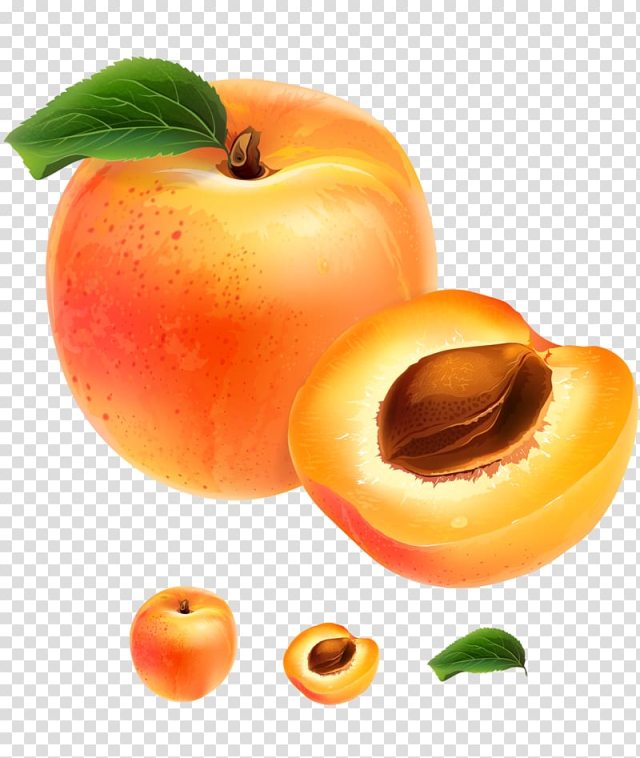 Free: Apricot Fruit Illustration, Hand-painted sweet ripe peach fruit ...