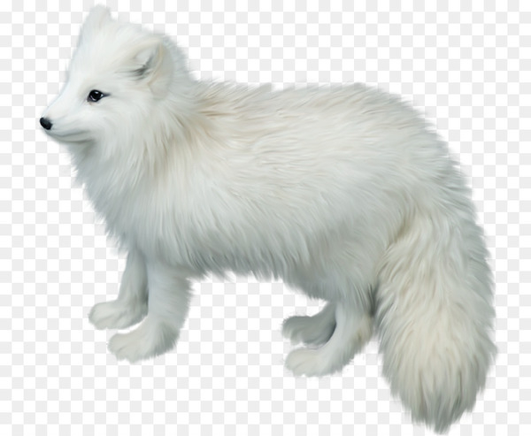 Free: Arctic fox Gray wolf Clip art - White fox - nohat.cc