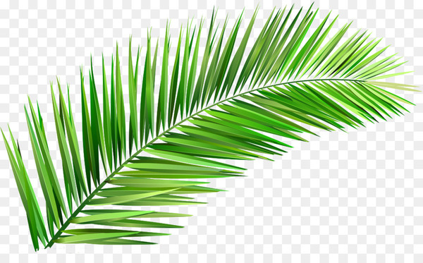 Free: Arecaceae Coconut Tree Leaf Clay - Leaves - nohat.cc
