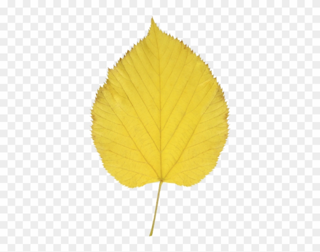 Free: Aspen Leaf Clip Art Clipart - Aspen Leaf Transparent Background ...