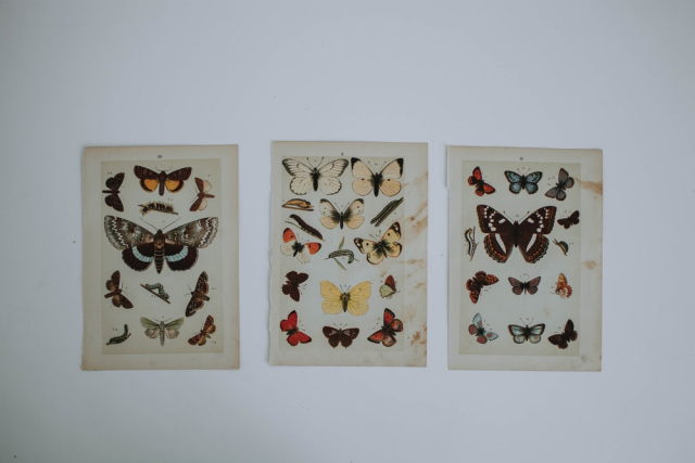 Free: Assorted Color Butterflies Wall Decor - nohat.cc
