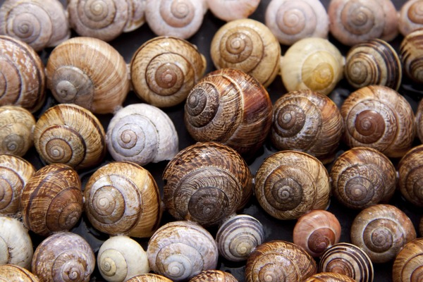 Free: Assorted Color of Snails - nohat.cc