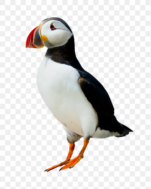Free: Atlantic puffin bird png sticker, | Free PNG - rawpixel - nohat.cc