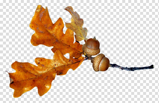 Free: Autumn , acorn transparent background PNG clipart - nohat.cc