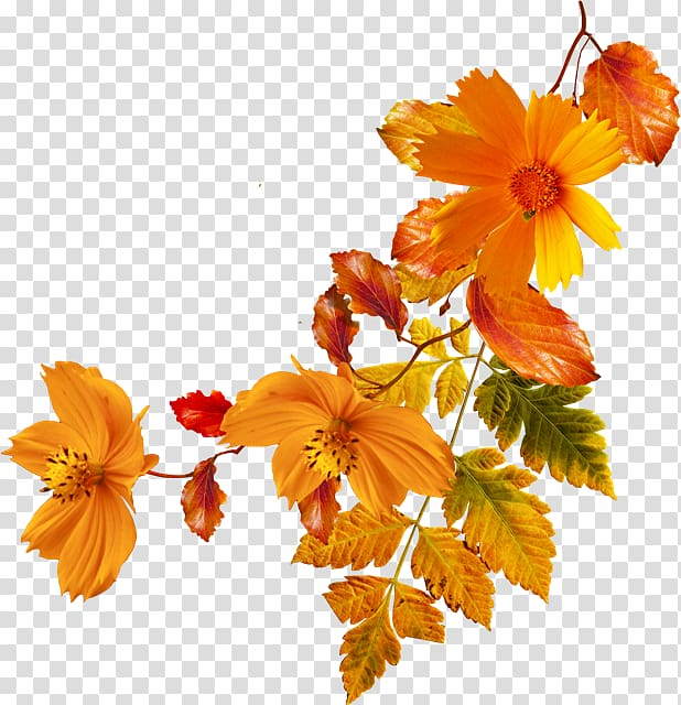 Free: Autumn , autumn transparent background PNG clipart - nohat.cc