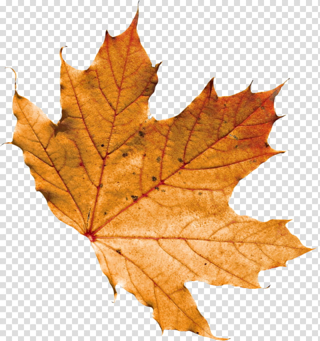 Free: Autumn, brown maple leaf transparent background PNG clipart - nohat.cc