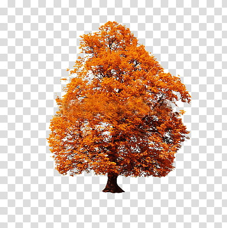 Free: Autumn, brown tree transparent background PNG clipart - nohat.cc