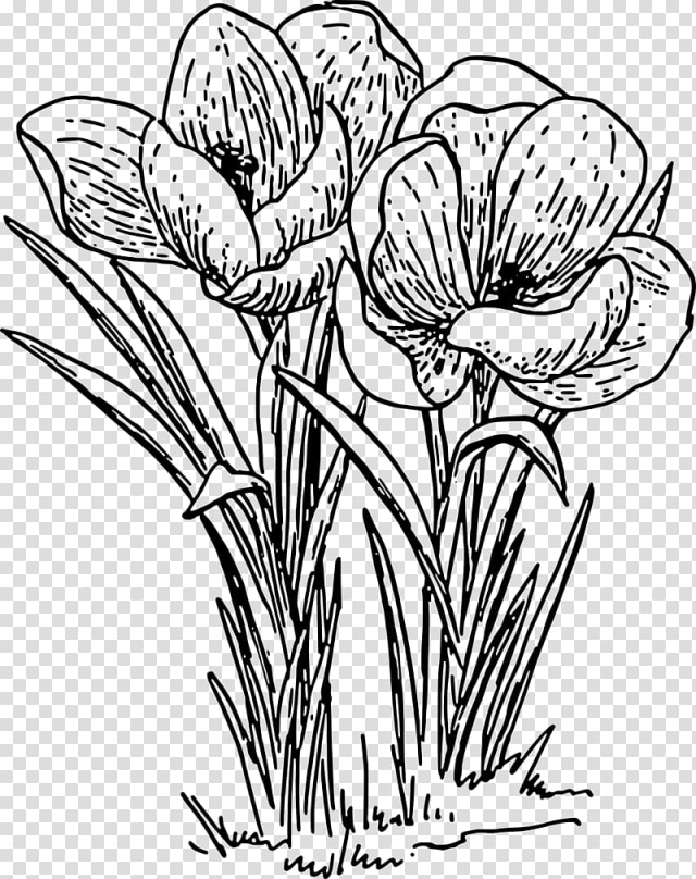 Free: Autumn Crocus Line art Flower , crocus transparent background PNG ...