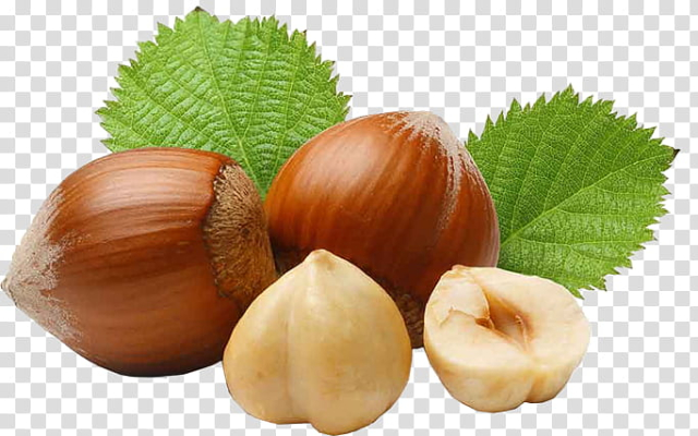 Free: Autumn, hazelnut transparent background PNG clipart - nohat.cc