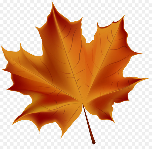 Free: Autumn leaf color Clip art - autumn leaves - nohat.cc