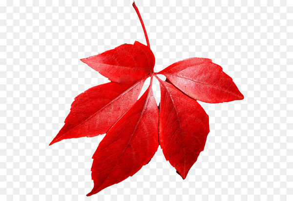 Free: Autumn leaf color Clip art - Leaf - nohat.cc Free: Autumn leaf color Clip art - Leaf - nohat.cc