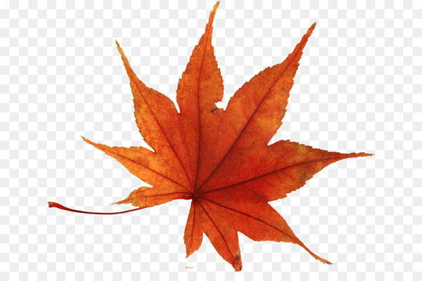 Free: Autumn leaf color Clip art - Leaf - nohat.cc Free: Autumn leaf color Clip art - Leaf - nohat.cc