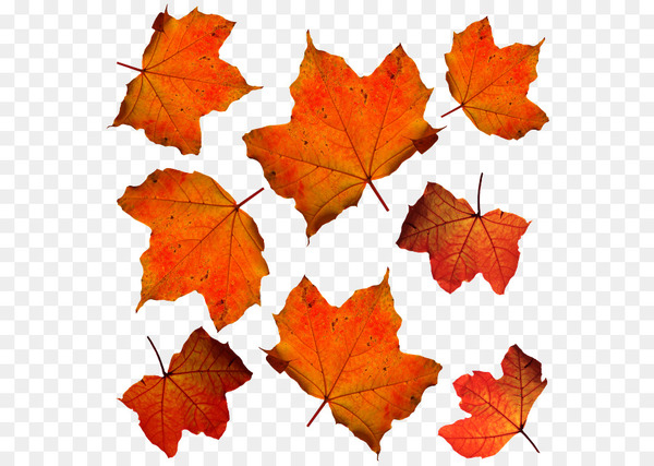Free: Autumn leaf color Maple leaf Orange - autumn - nohat.cc Free: Autumn leaf color Maple leaf Orange - autumn - nohat.cc