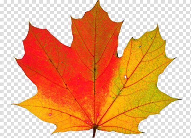 Free: Autumn leaf color Why Do Leaves Change Color? , Thanksgiving ...