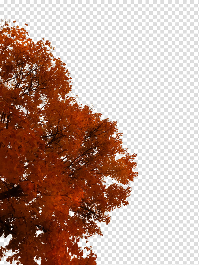 Free: Autumn Tree Cutout , red tree transparent background PNG clipart ...