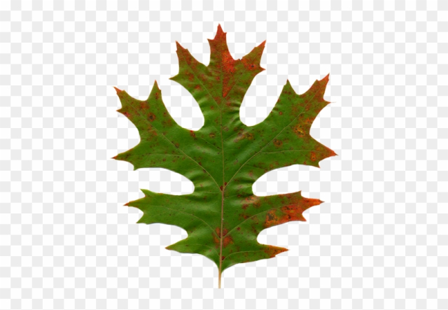 Free: Awaiting Spring - Maple Leaf - nohat.cc