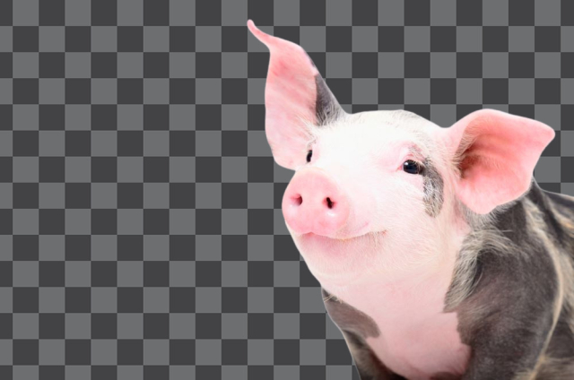 Free: Baby Piglet PNG transparent background - nohat.cc