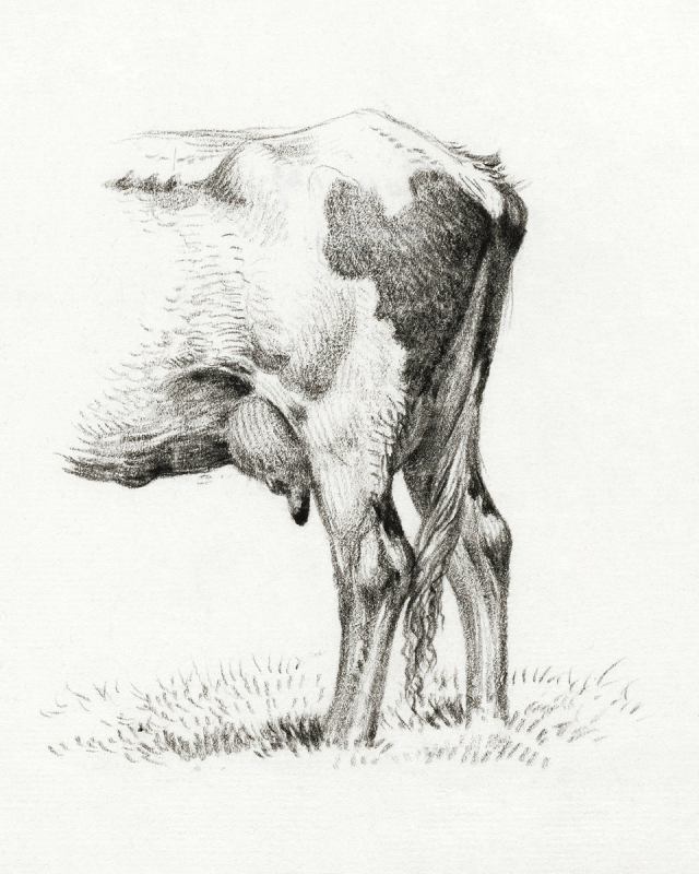 Free: Back legs of a cow (1818) drawing in high… | Free public domain ...