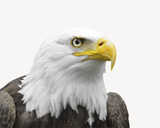 Free: Bald eagle collage element psd | Free PSD - rawpixel - nohat.cc