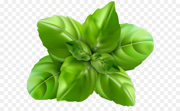 Free: Basil Herb Clip art - Basil PNG Clip Art Image - nohat.cc