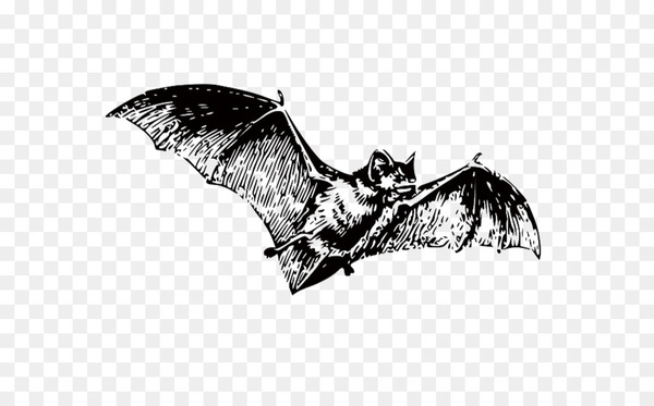 Free: Bat Black and white Clip art - bat - nohat.cc