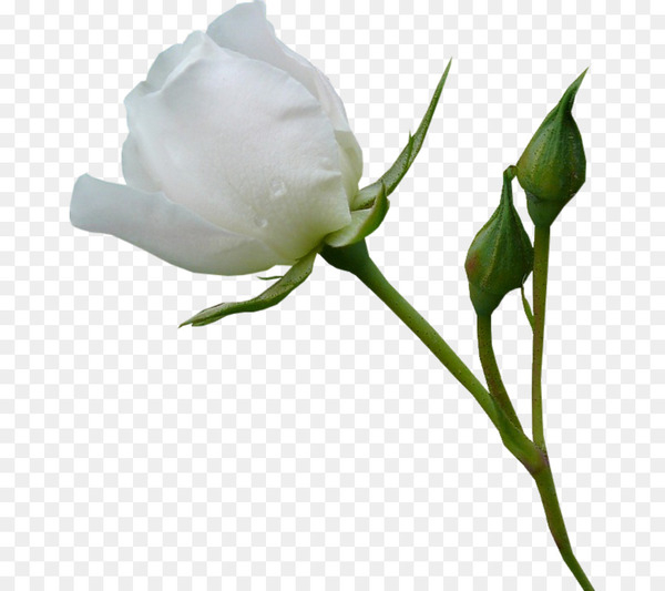 Free: Beach rose Garden roses Flower - White roses - nohat.cc