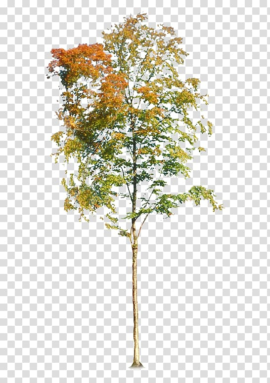 Free: Beautiful autumn trees transparent background PNG clipart - nohat.cc