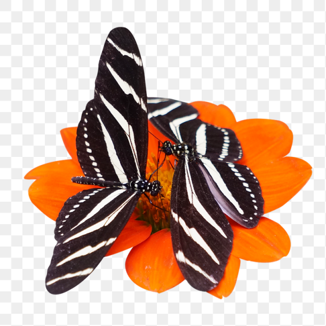 Free: Beautiful butterfly insect png sticker, | Free PNG - rawpixel - nohat.cc
