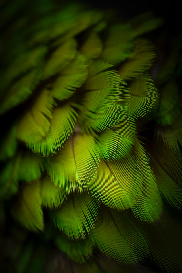 Free: Beautiful feather monster model - nohat.cc