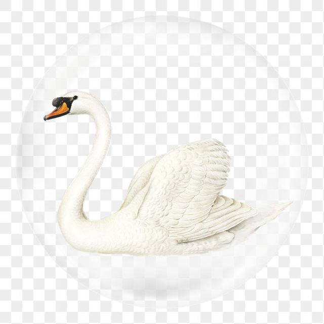 Free: Beautiful swan png sticker, animal | Free PNG - rawpixel - nohat.cc