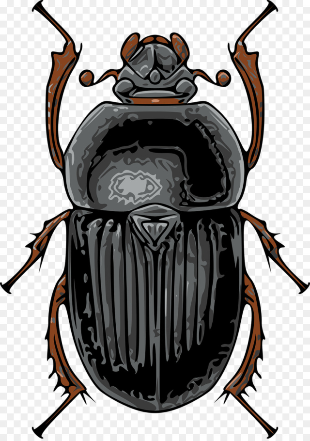 Free: Beetle, Scarabs, True Bugs, Insect, Stag Beetles PNG - nohat.cc