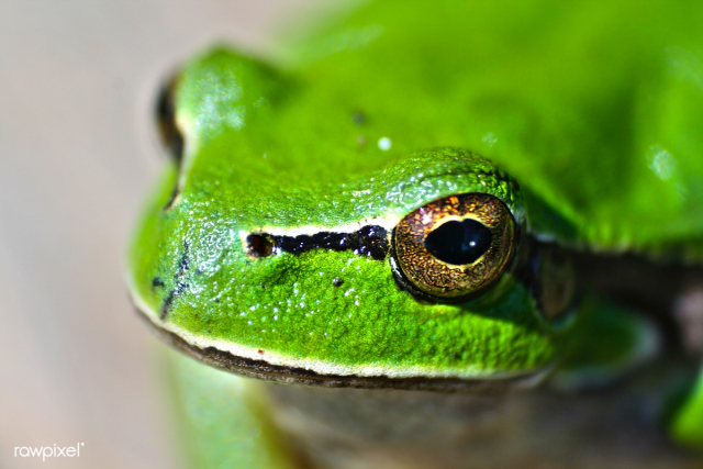 Free: Bell frog | Free stock photo - 435458 - nohat.cc