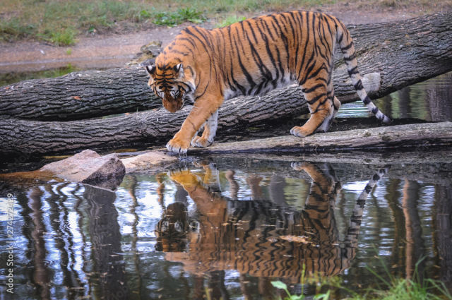 Free: Bengal tiger walks in enclosure in Serengeti Park, zoo and ...