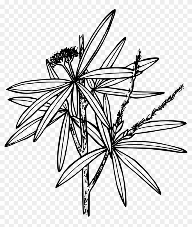 Free: Big Image - Curl Leaf Mountain Mahogany Drawing - nohat.cc