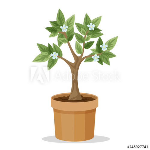 Free: Big tree plant in the pot - nohat.cc