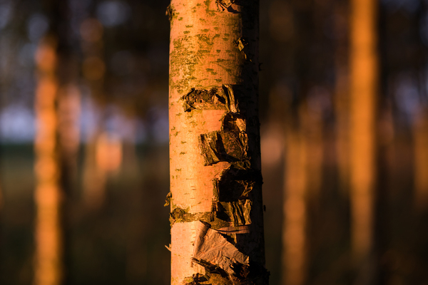 Free: Birch trunk - nohat.cc