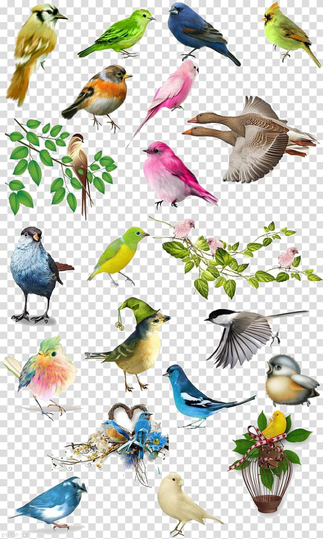 Free: Bird Drawing Illustration, Bird Atlas transparent background PNG ...