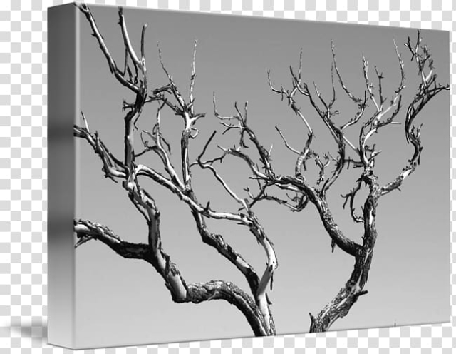 Free: Black and white Abstract art Tree, Tree , black and white ...