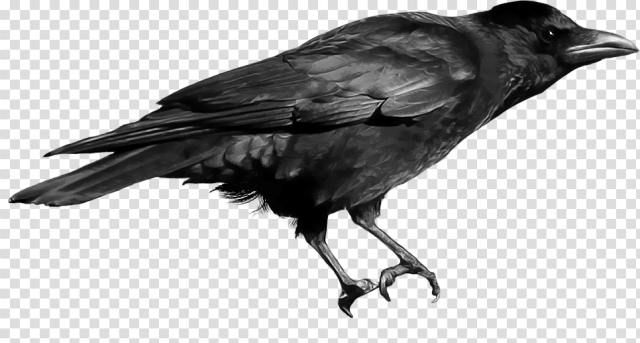 Free: Black Crow transparent PNG - StickPNG - nohat.cc
