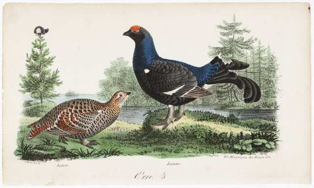 Free: Black grouse, male and female. | Free Photo - rawpixel - nohat.cc