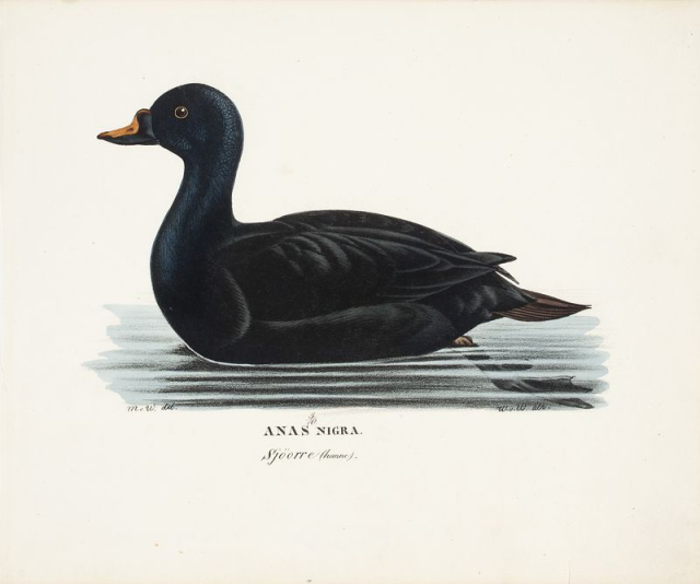 Free: Black scoter, male, 1828 - | Free Photo - rawpixel - nohat.cc