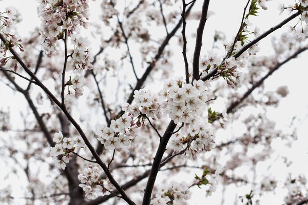 Free: Blooming Tree Branches - nohat.cc