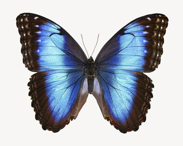 Free: Blue butterfly collage element, isolated | Free PSD - rawpixel ...