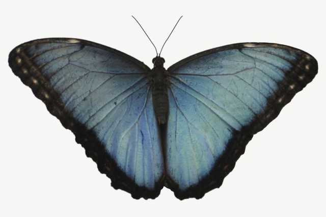 Free: Blue butterfly collage element, isolated | Free PSD - rawpixel ...