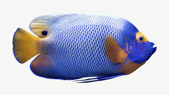 Free: Blueface angelfish collage element psd | Free PSD - rawpixel ...